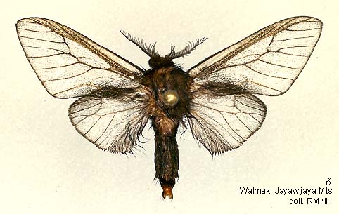 Papua Insects Foundation (Lepidoptera/Psychidae/Pseudoclania dinawaensis)